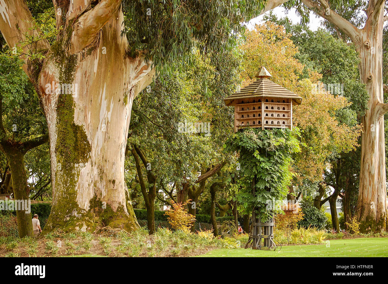 Pigeon house and gum trees in the Alameda Park of Santiago de ...