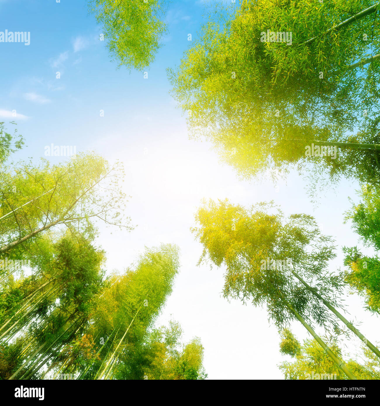 The flourish bamboo forest with glorious morning sunshine Stock Photo ...
