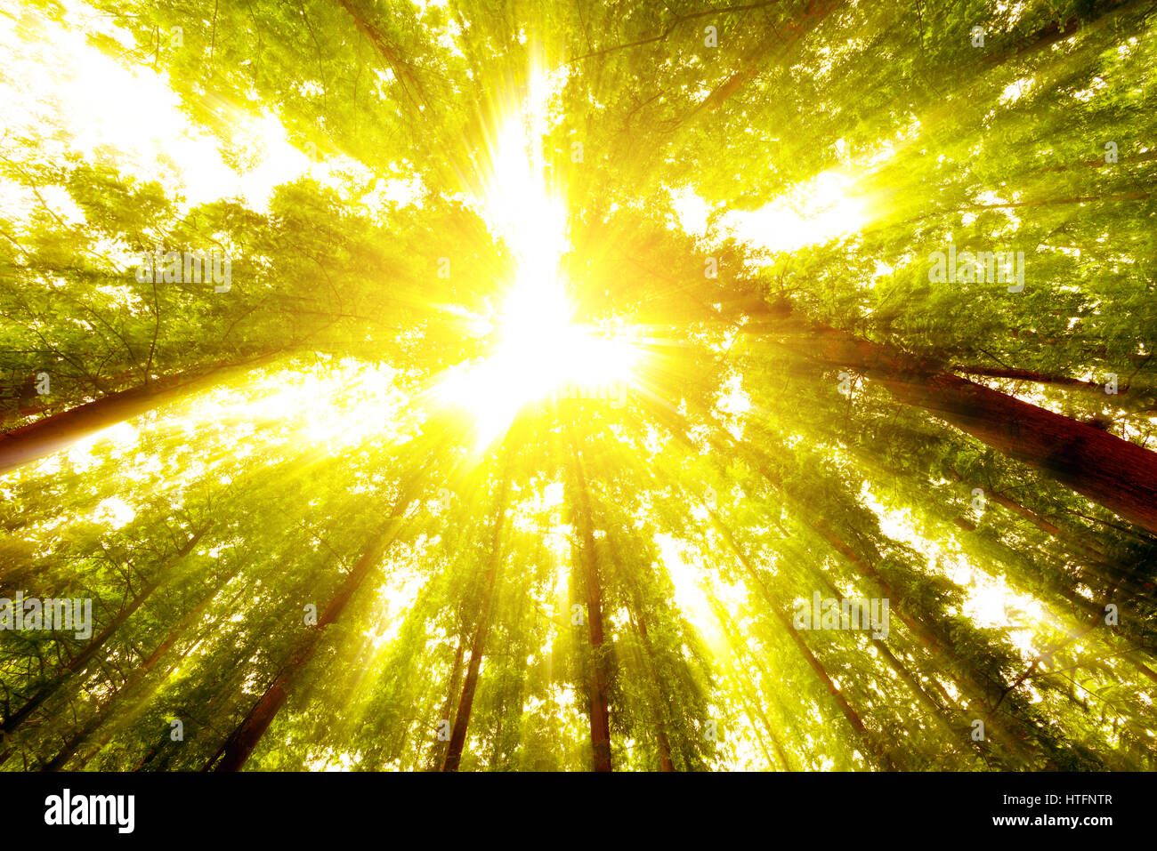 Tall trees, bright sun Stock Photo - Alamy