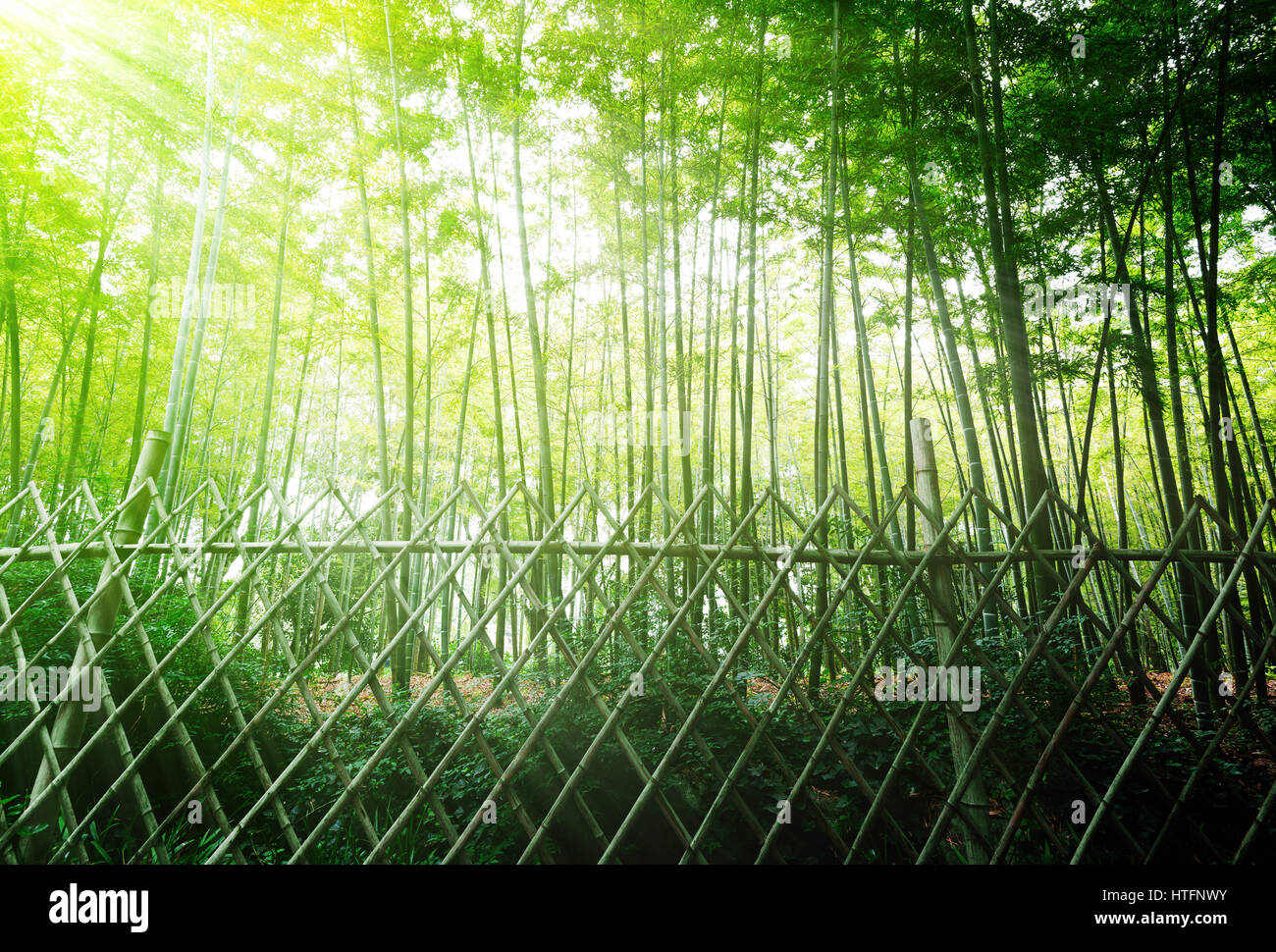 Green bamboo and fences, spring landscape Stock Photo - Alamy