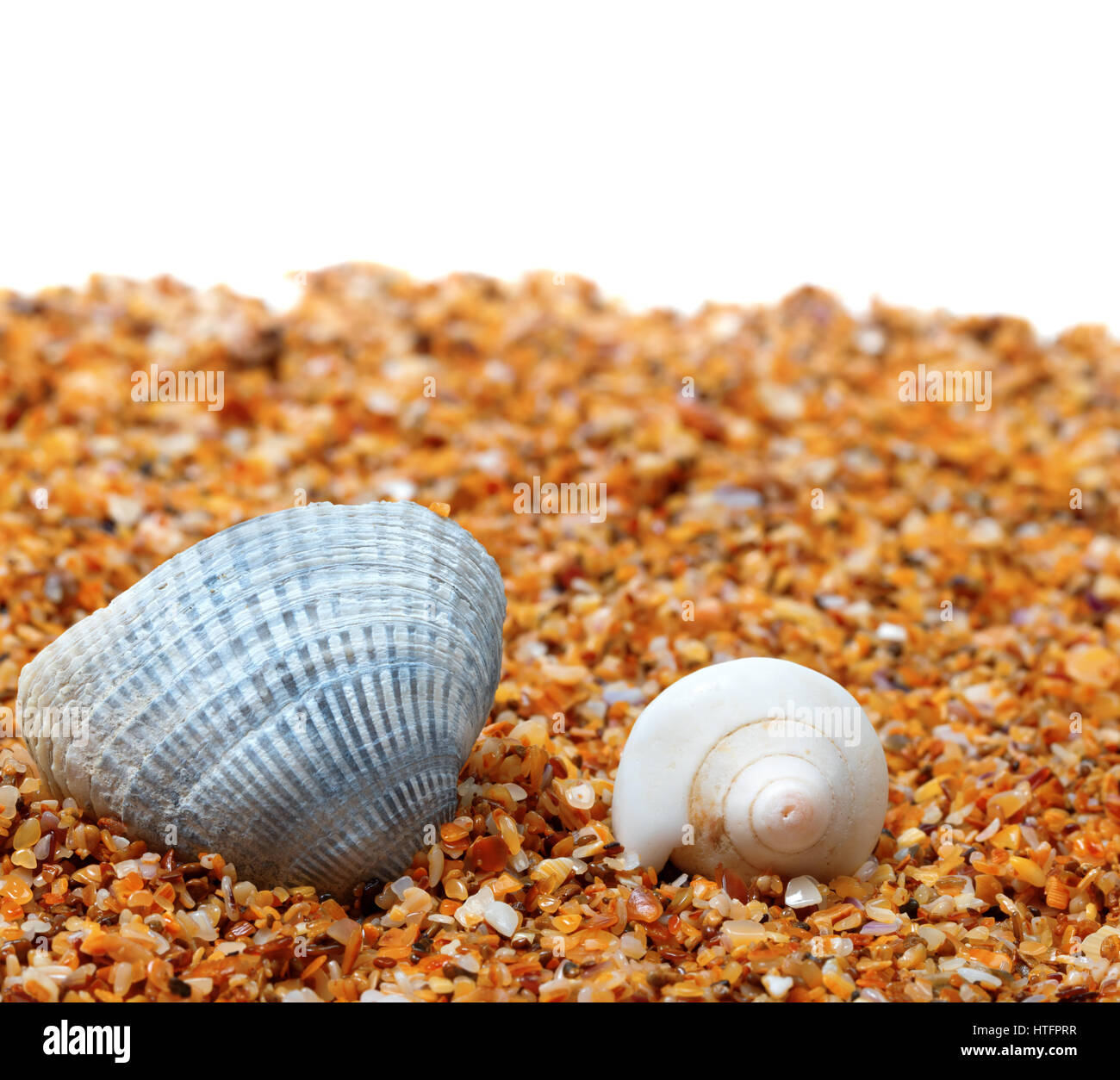 Two seashell on sand at sun day and white background with copy space ...