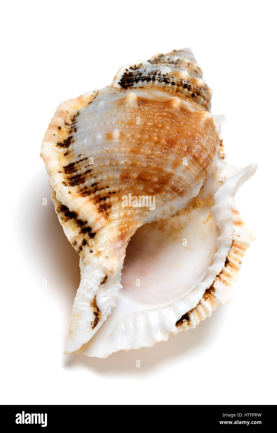 Bursidae hi-res stock photography and images - Alamy