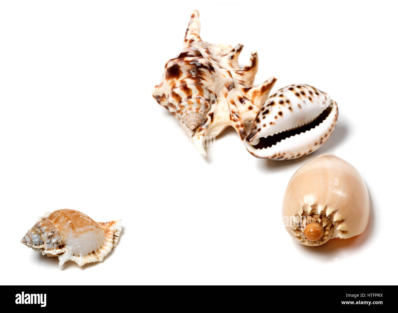 Exotic seashells isolated on white background with copy space Stock ...