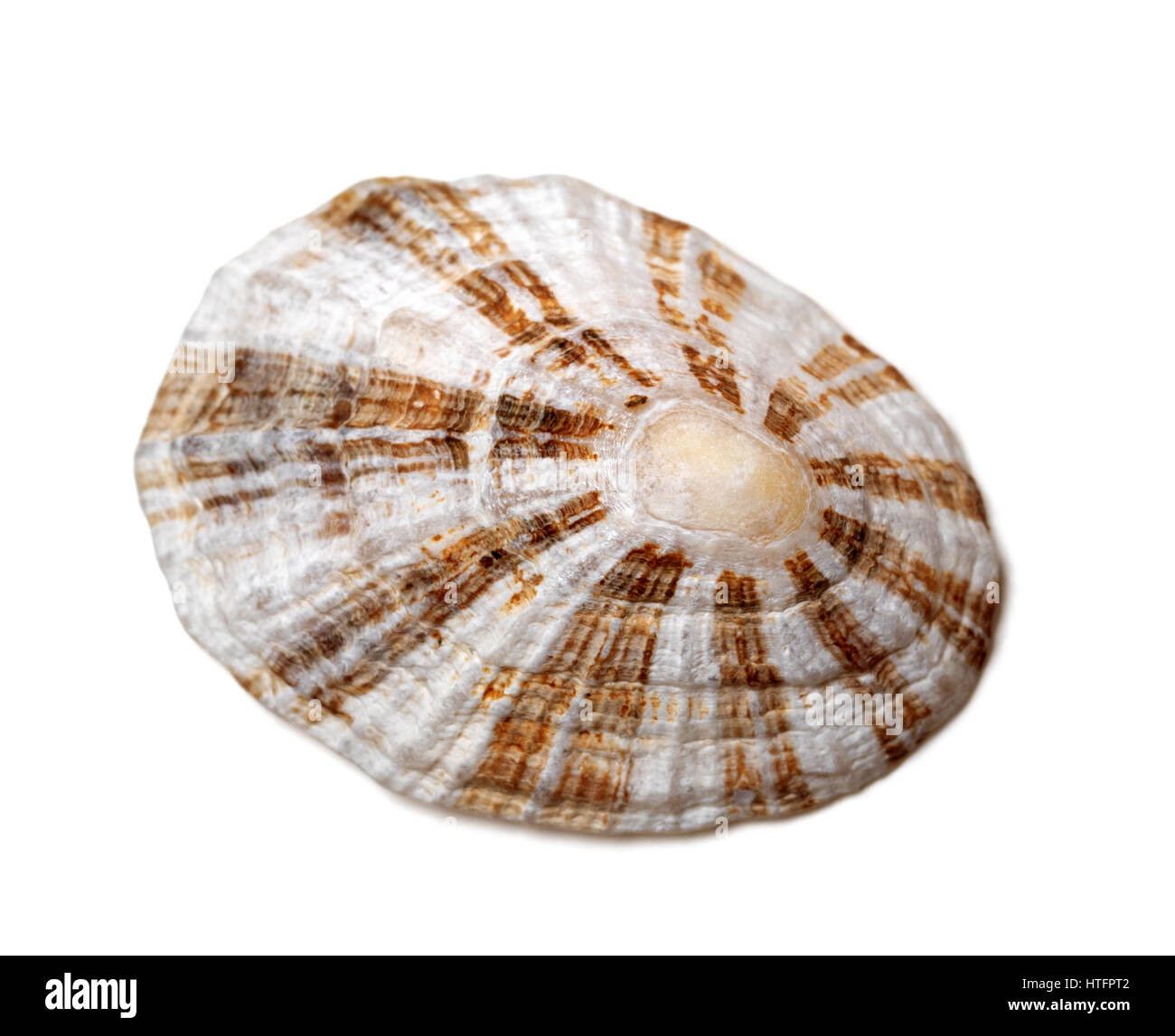 Food seafood limpets Cut Out Stock Images & Pictures - Alamy