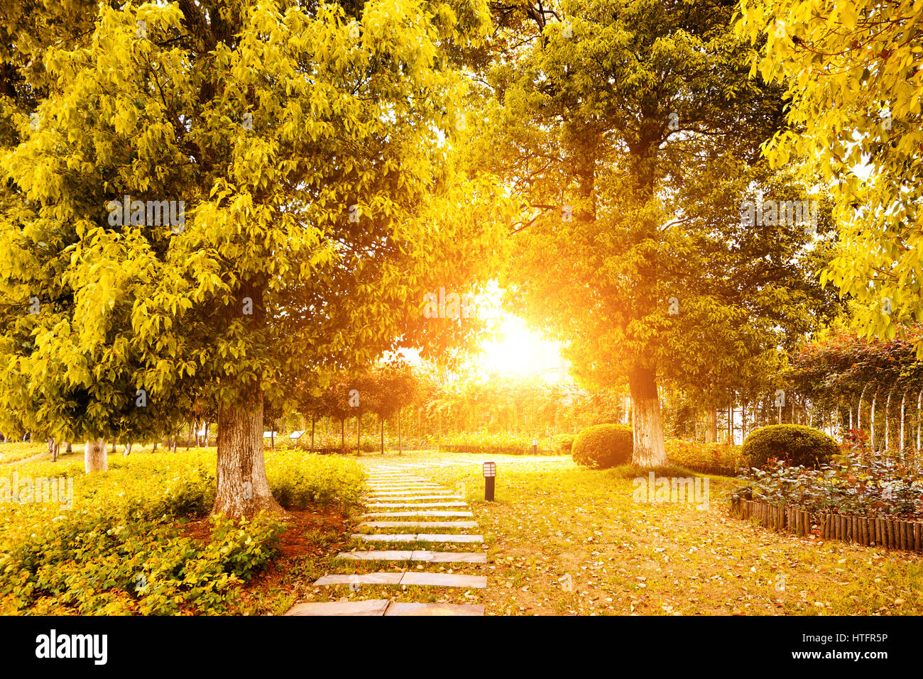 Outdoor autumn colors of trees, park in Shanghai, China Stock Photo - Alamy