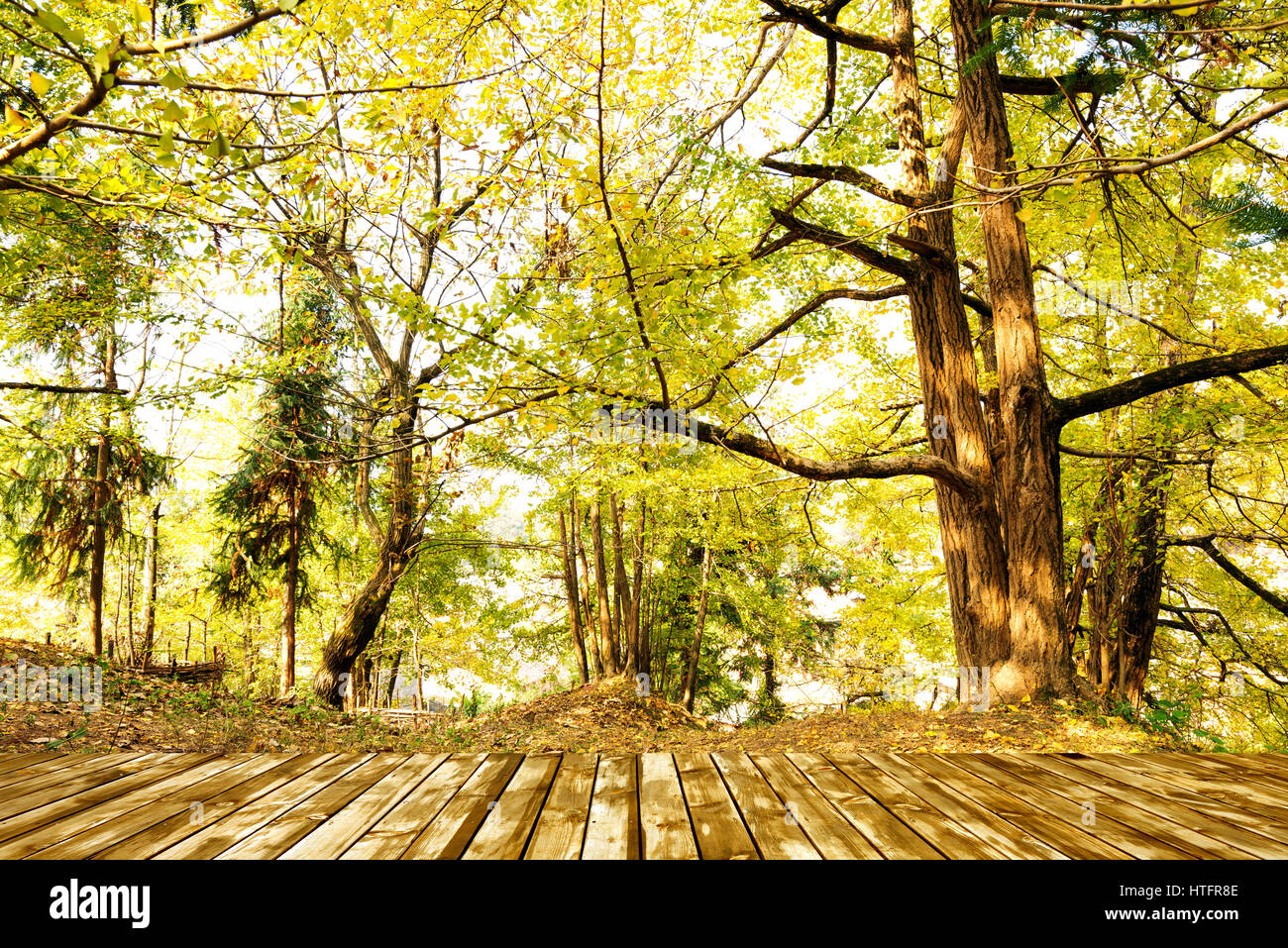 Autumn countryside, golden ginkgo tree, the floor of the leaves Stock ...