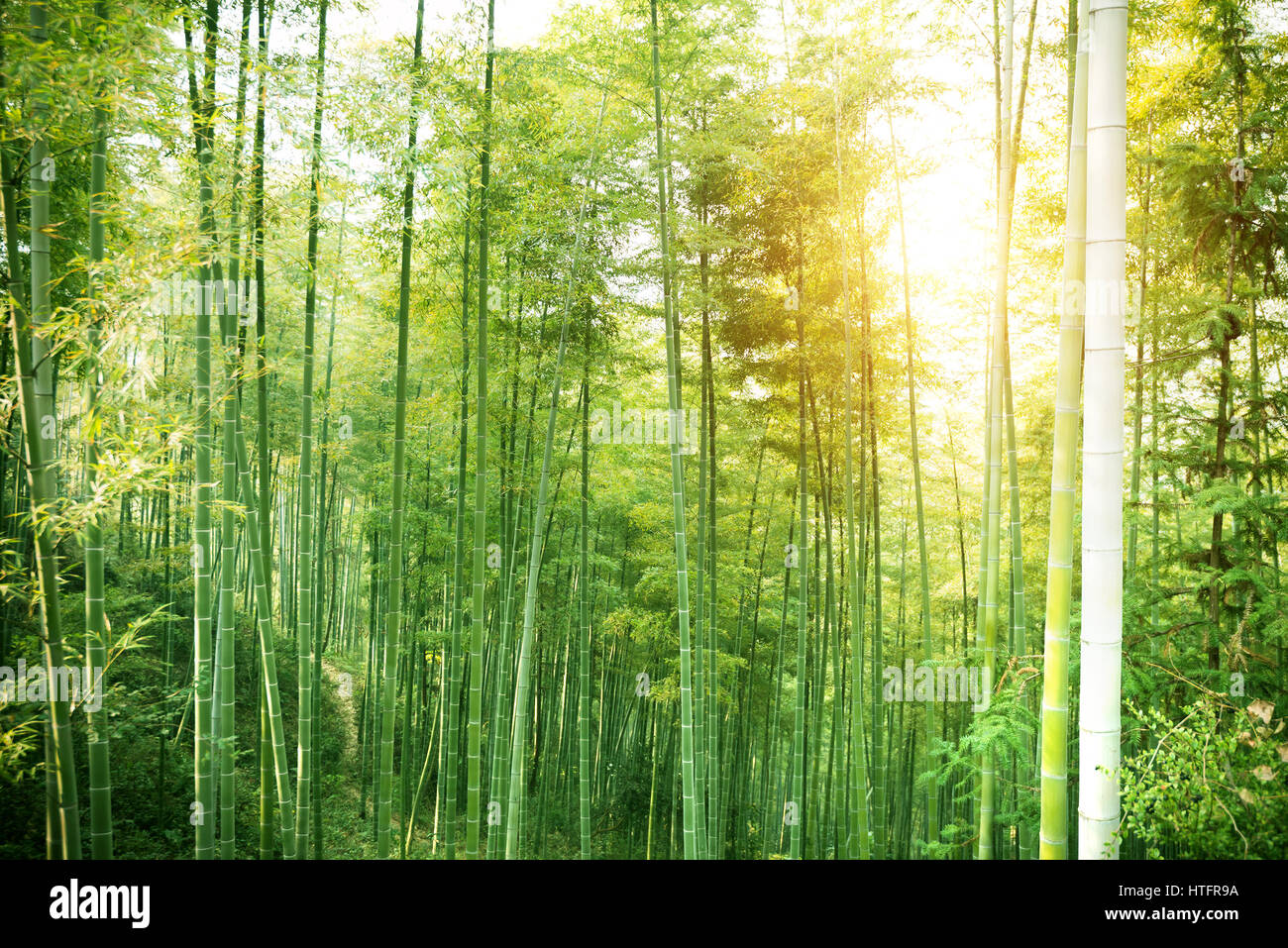 China's bamboo, grows in southern China Stock Photo - Alamy