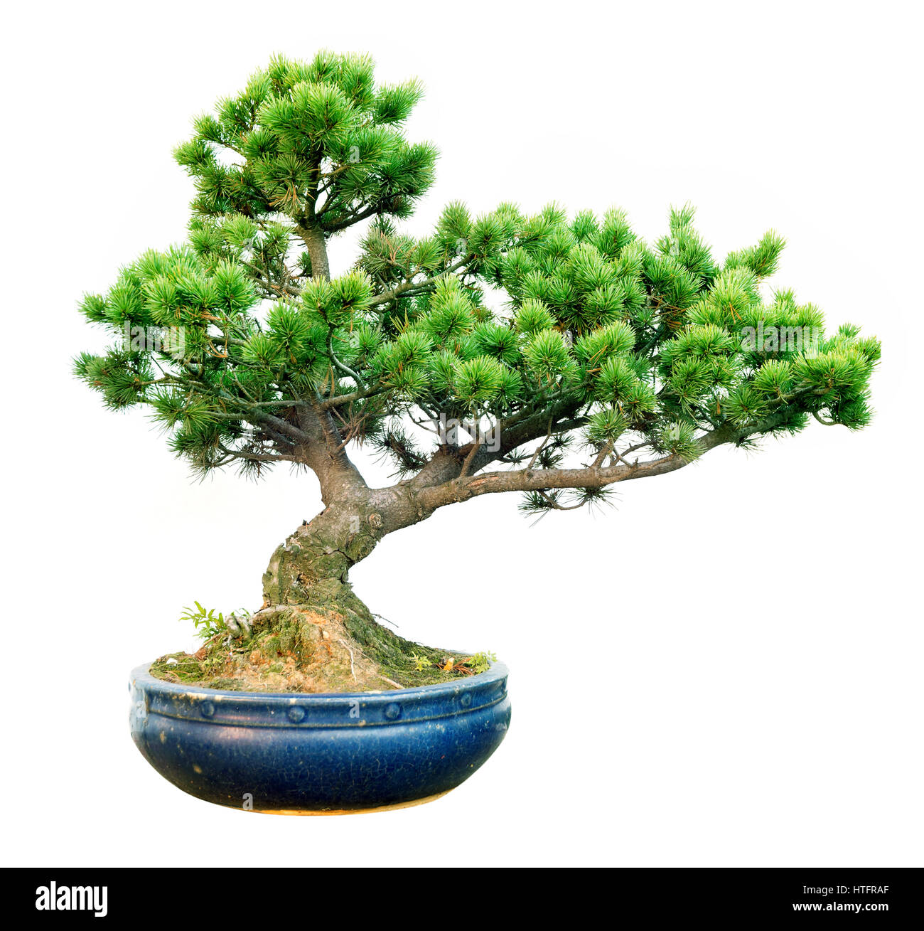Bonsai pine tree against a white wall Stock Photo - Alamy