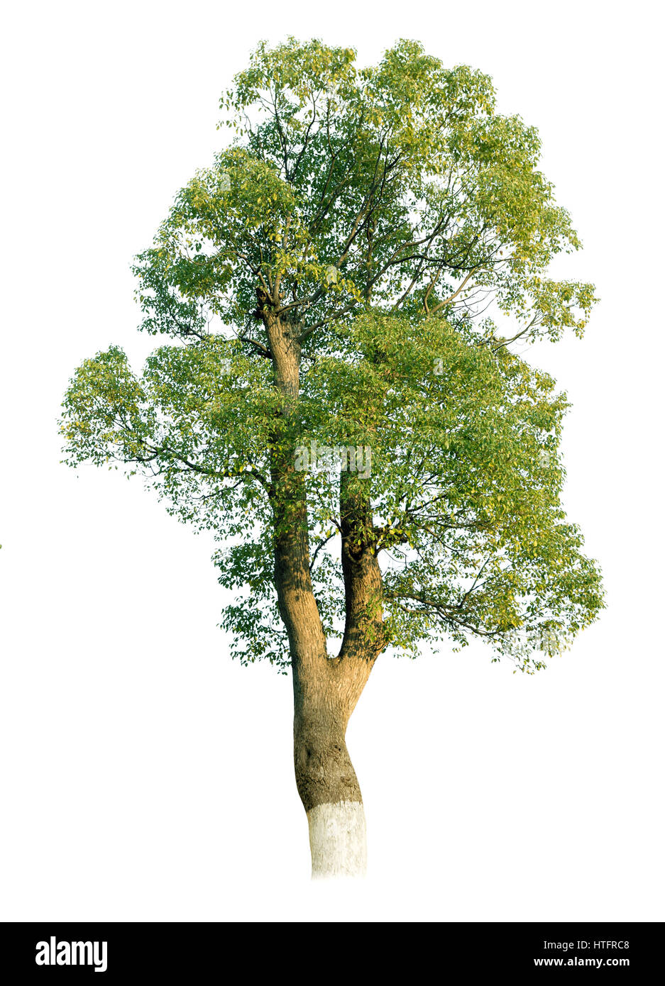 Tree canopy background Cut Out Stock Images & Pictures - Alamy