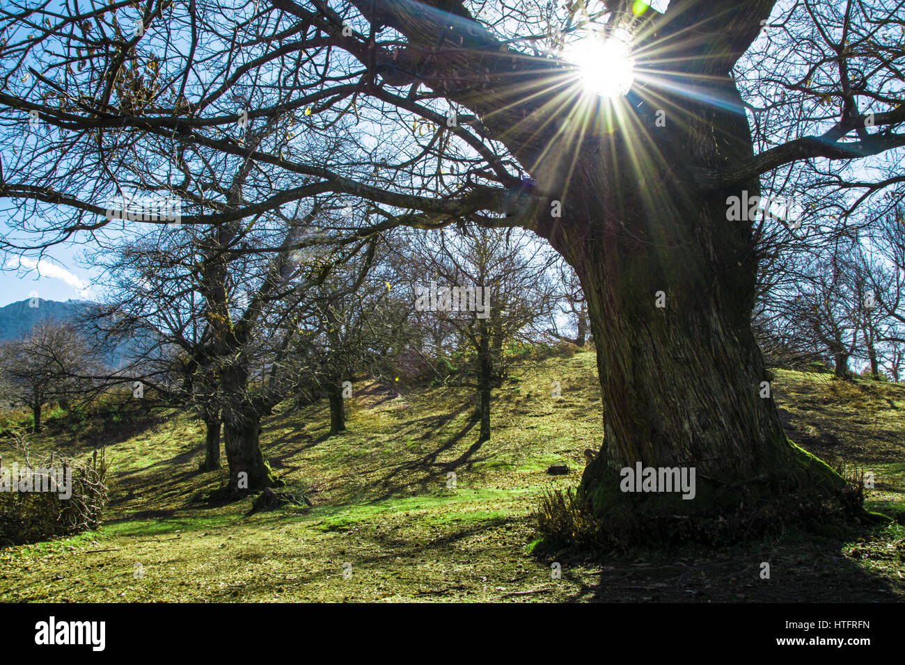 Sunset between branches leaves hi-res stock photography and images - Alamy