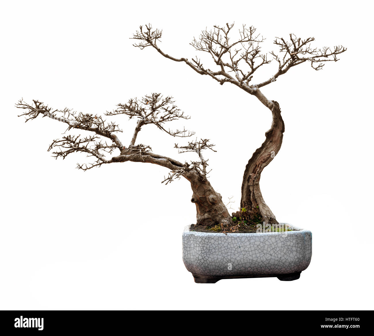 Bonsai style tree in Cut Out Stock Images & Pictures - Alamy