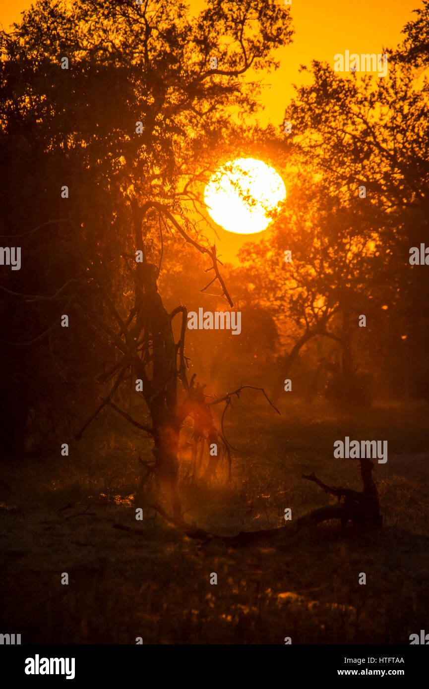 Sunset in South Luangwa National Park Zambia, Africa Stock Photo - Alamy