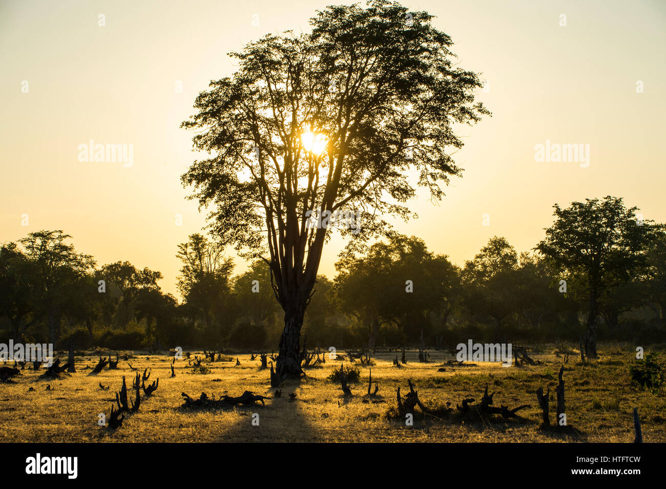 Backlight of a tree at sunset at South Luangwa National Park, Zambia ...
