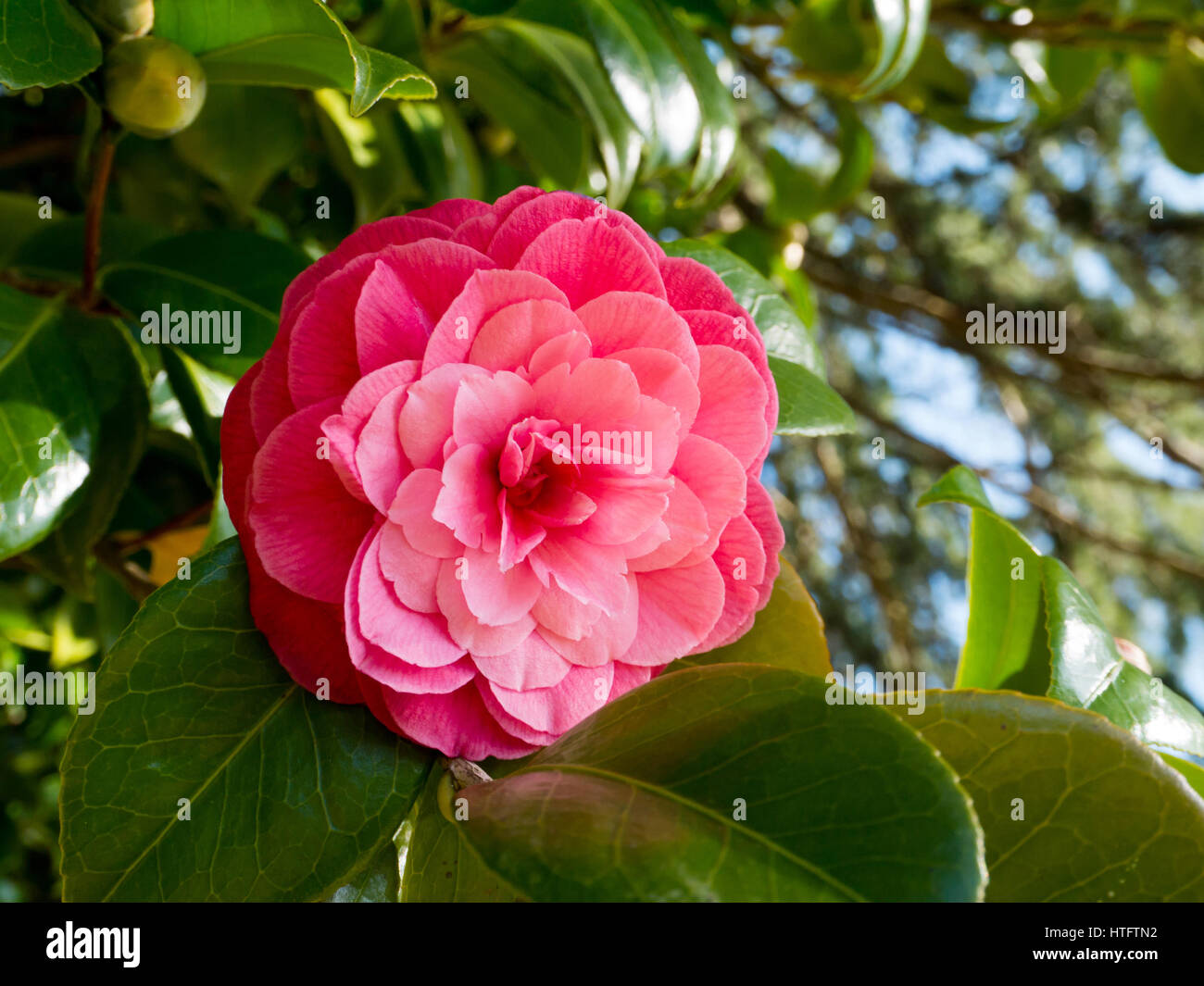 Double pink camellia hi-res stock photography and images - Alamy