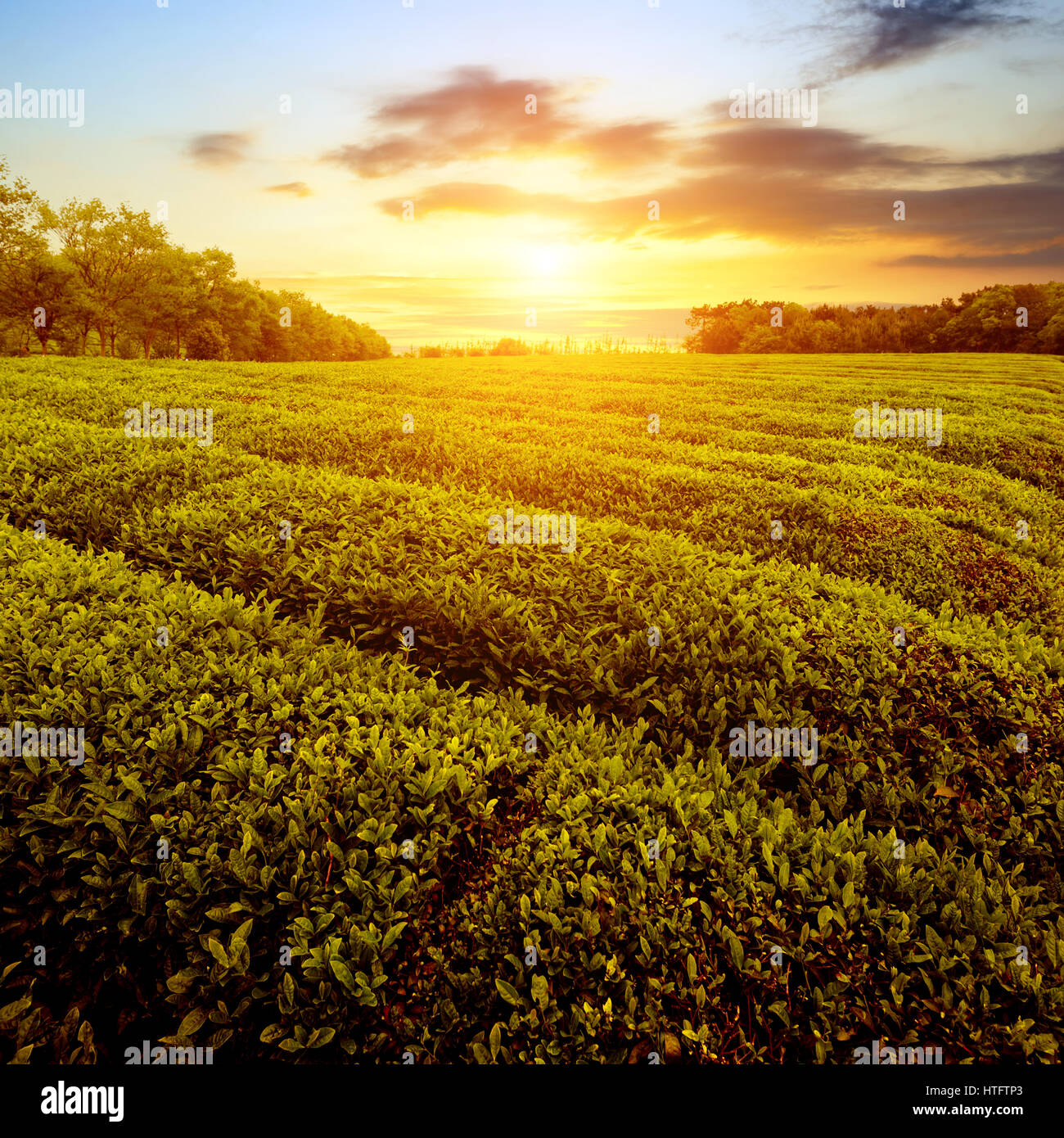 Sunset, dramatic sky and tea Stock Photo - Alamy