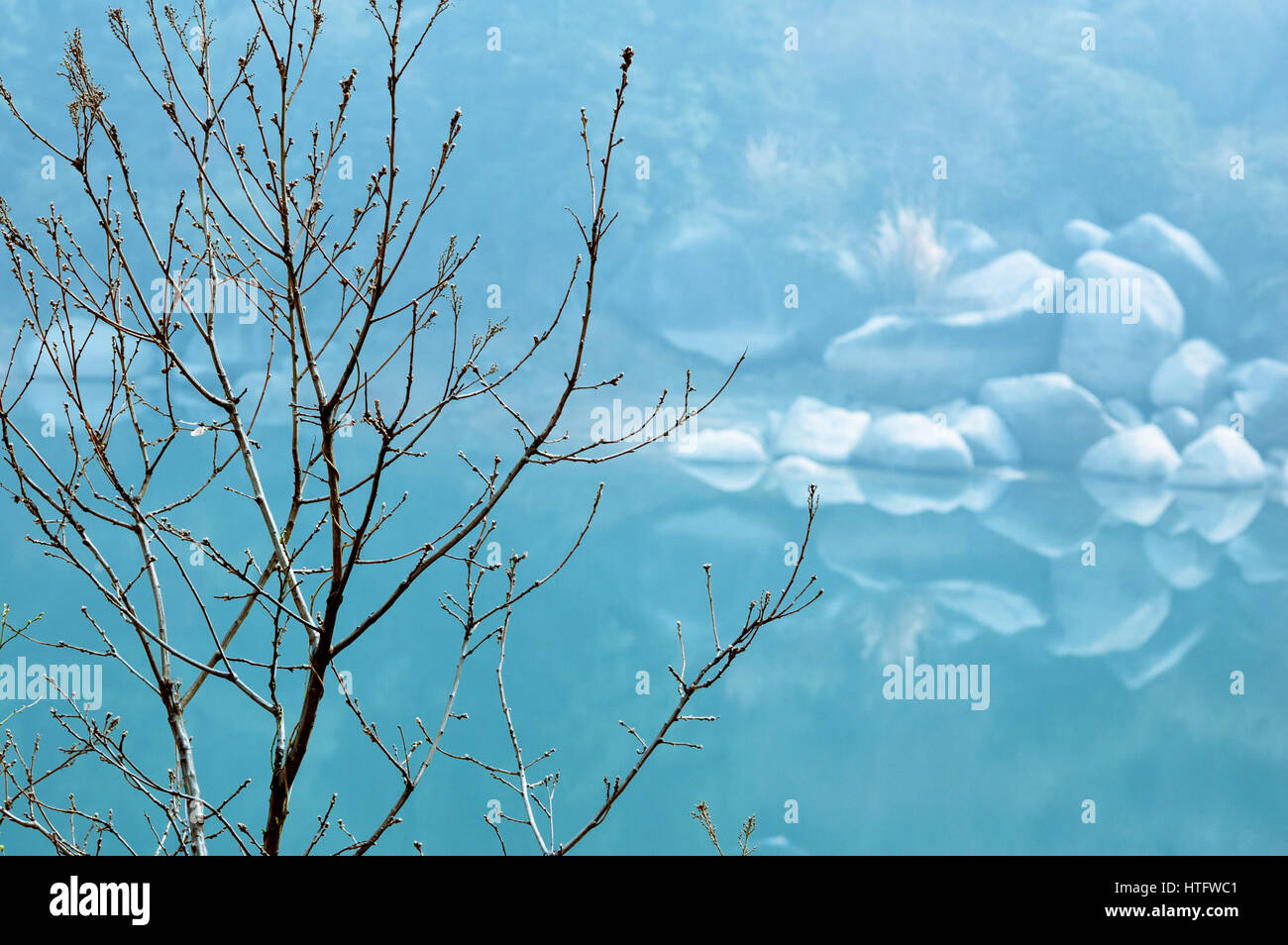Spring, sprout branches closeup Stock Photo - Alamy