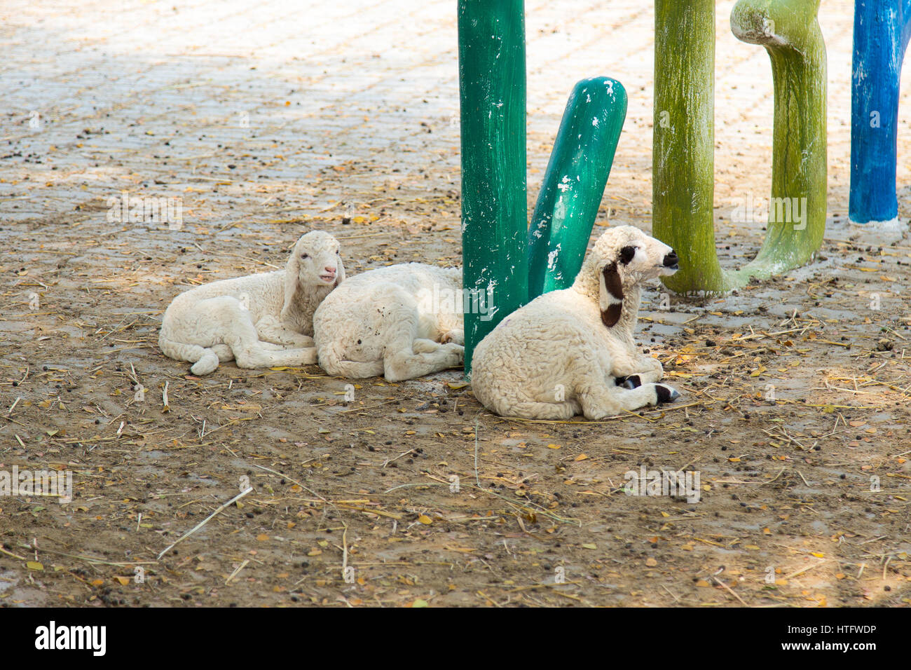 The sheep on a farm outdoor Stock Photo - Alamy