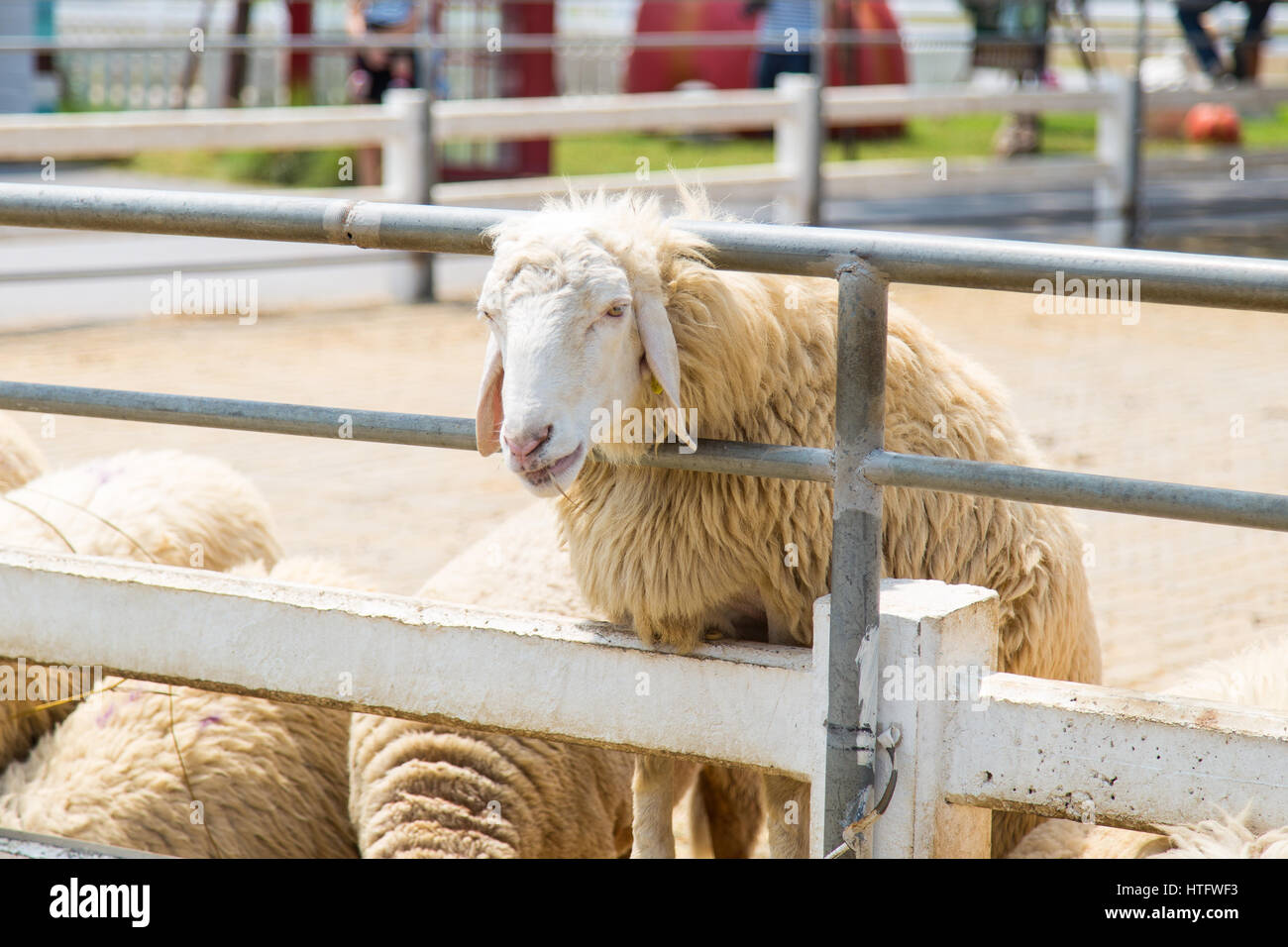 The sheep on a farm outdoor Stock Photo - Alamy