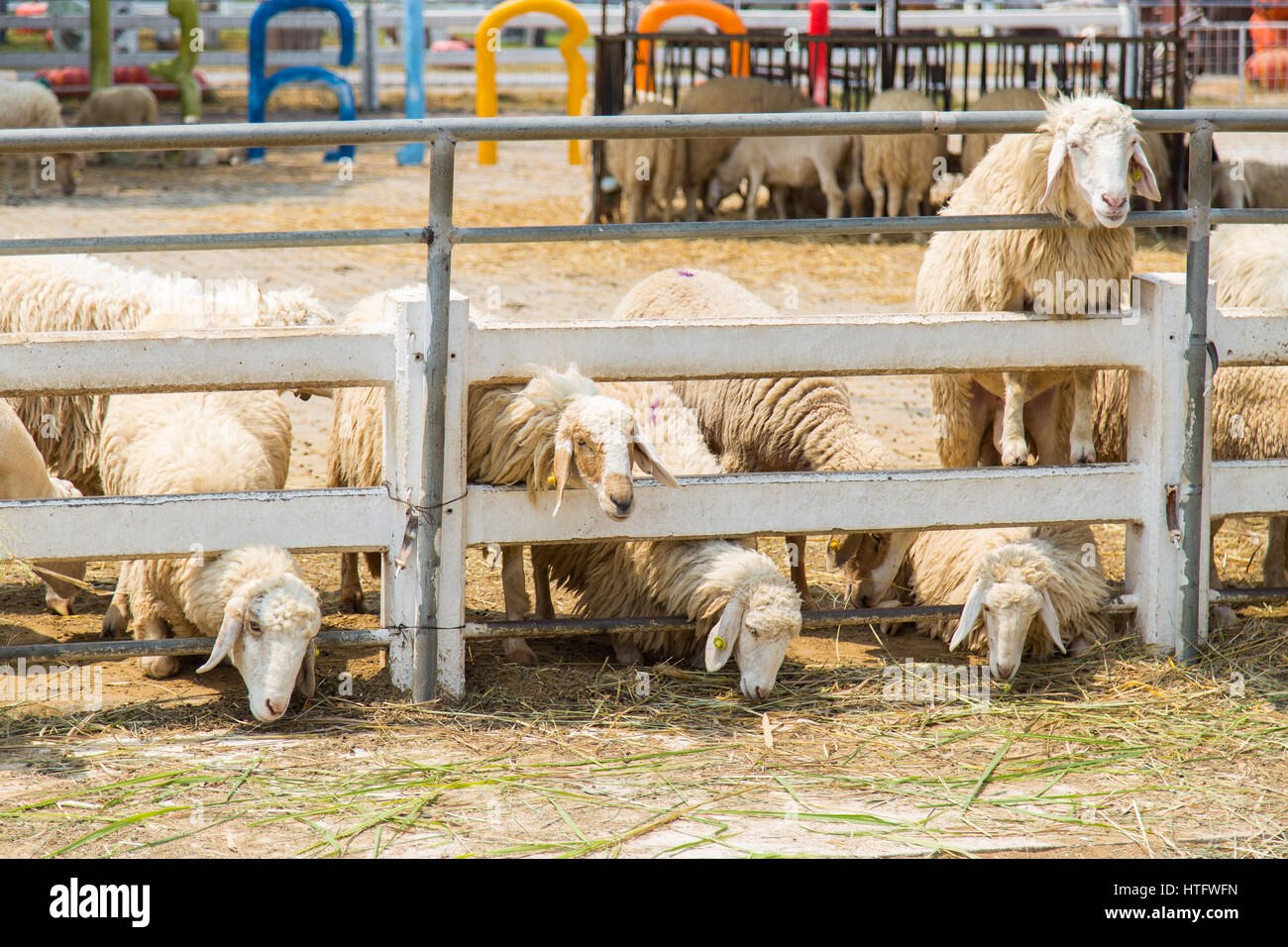 The sheep on a farm outdoor Stock Photo - Alamy