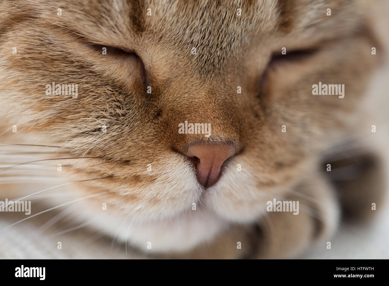 Sleeping British cat portrait macro shot Stock Photo - Alamy