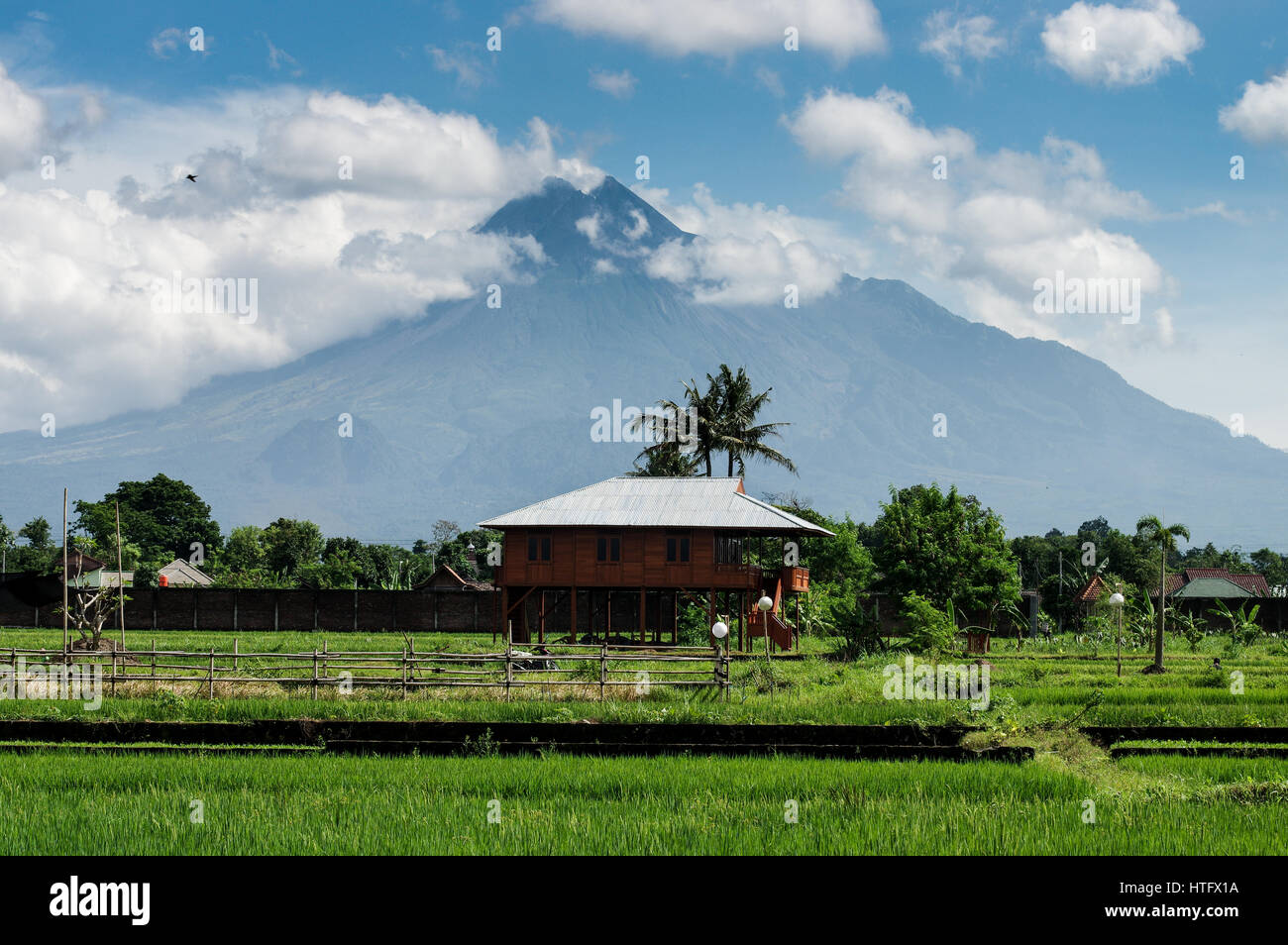 Gunung Merapi volcano towering over rice fields on the outskirts of ...