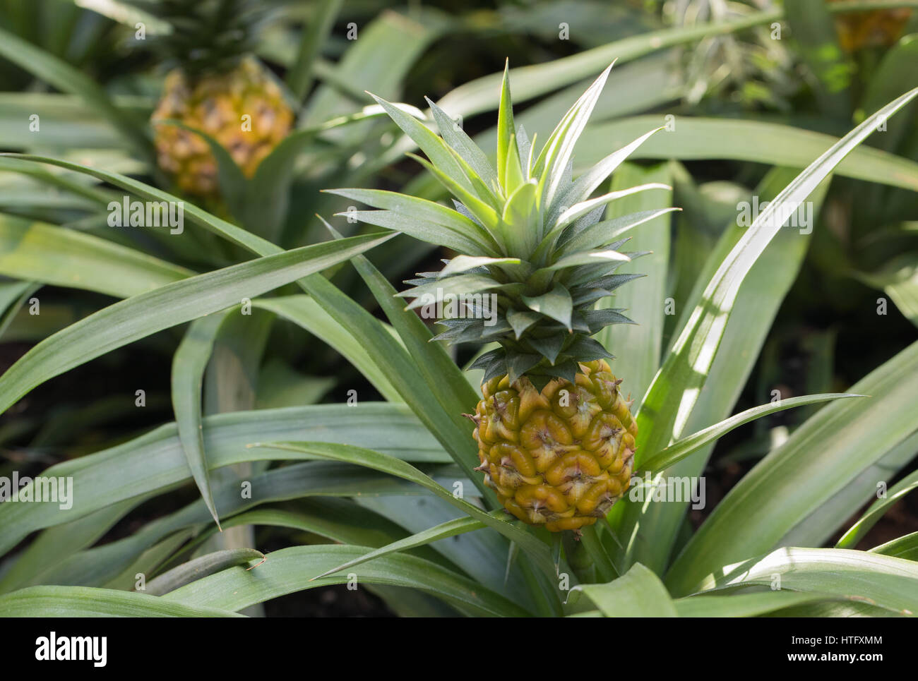Pineapple, Ananas comosus, growing in sunshine with selective focus ...