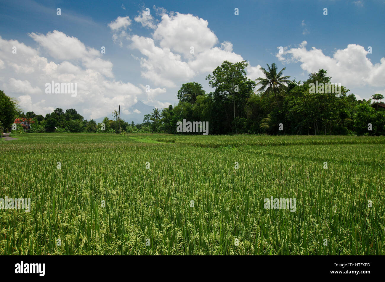 Javanese people hi-res stock photography and images - Alamy
