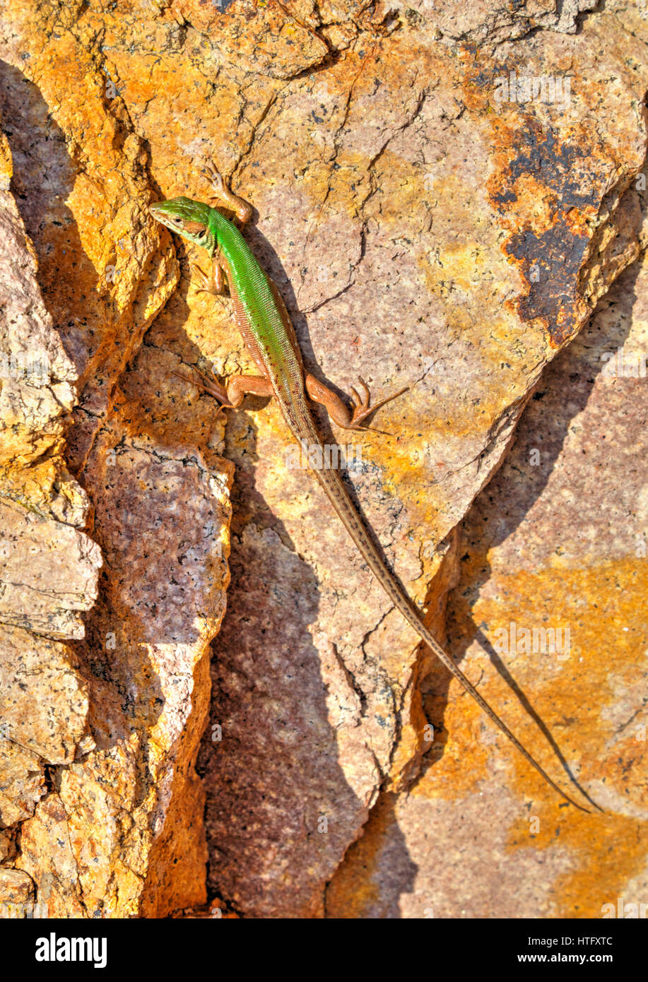 Green lizard on stone closeup Stock Photo - Alamy