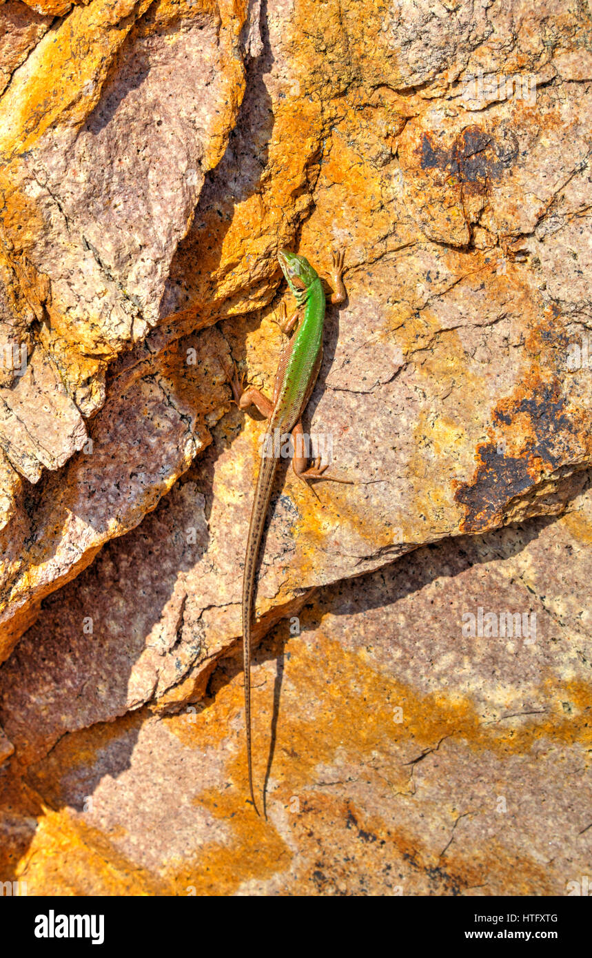 Green lizard on stone closeup Stock Photo - Alamy