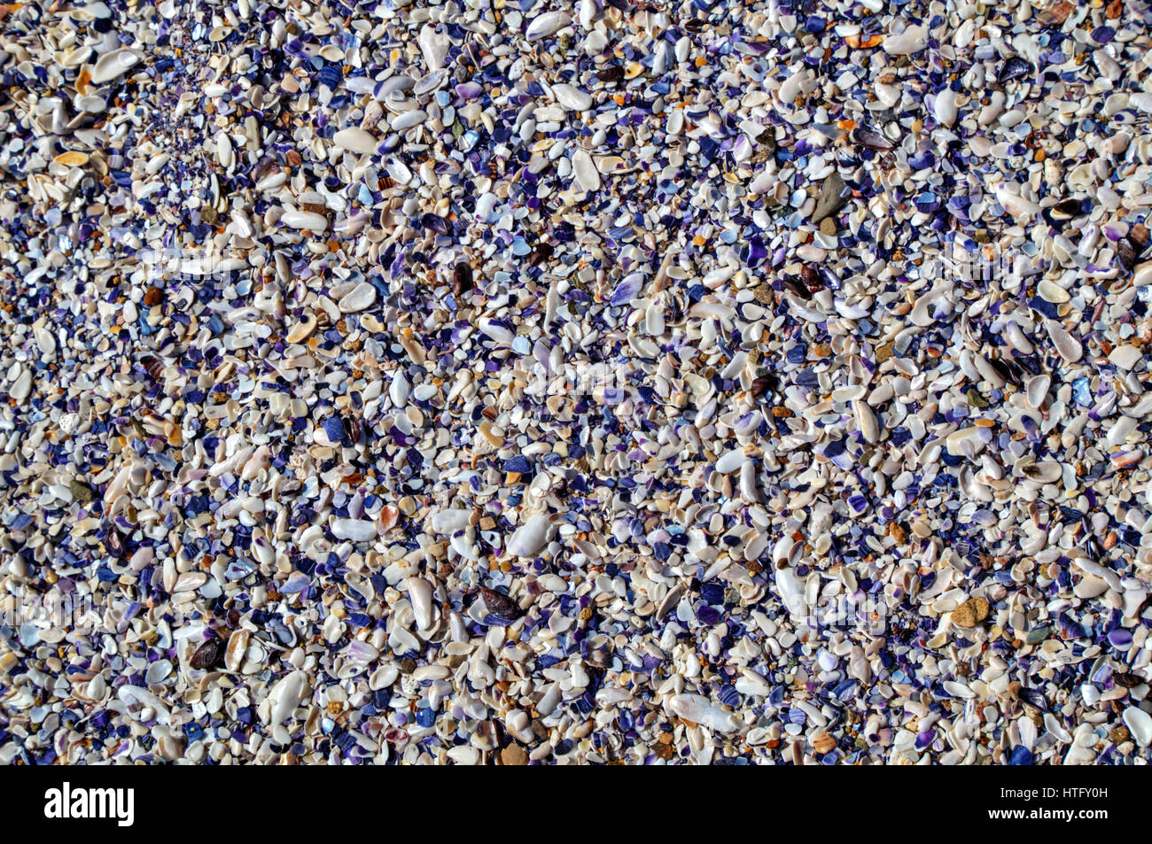 Colorful clam shells background Stock Photo - Alamy