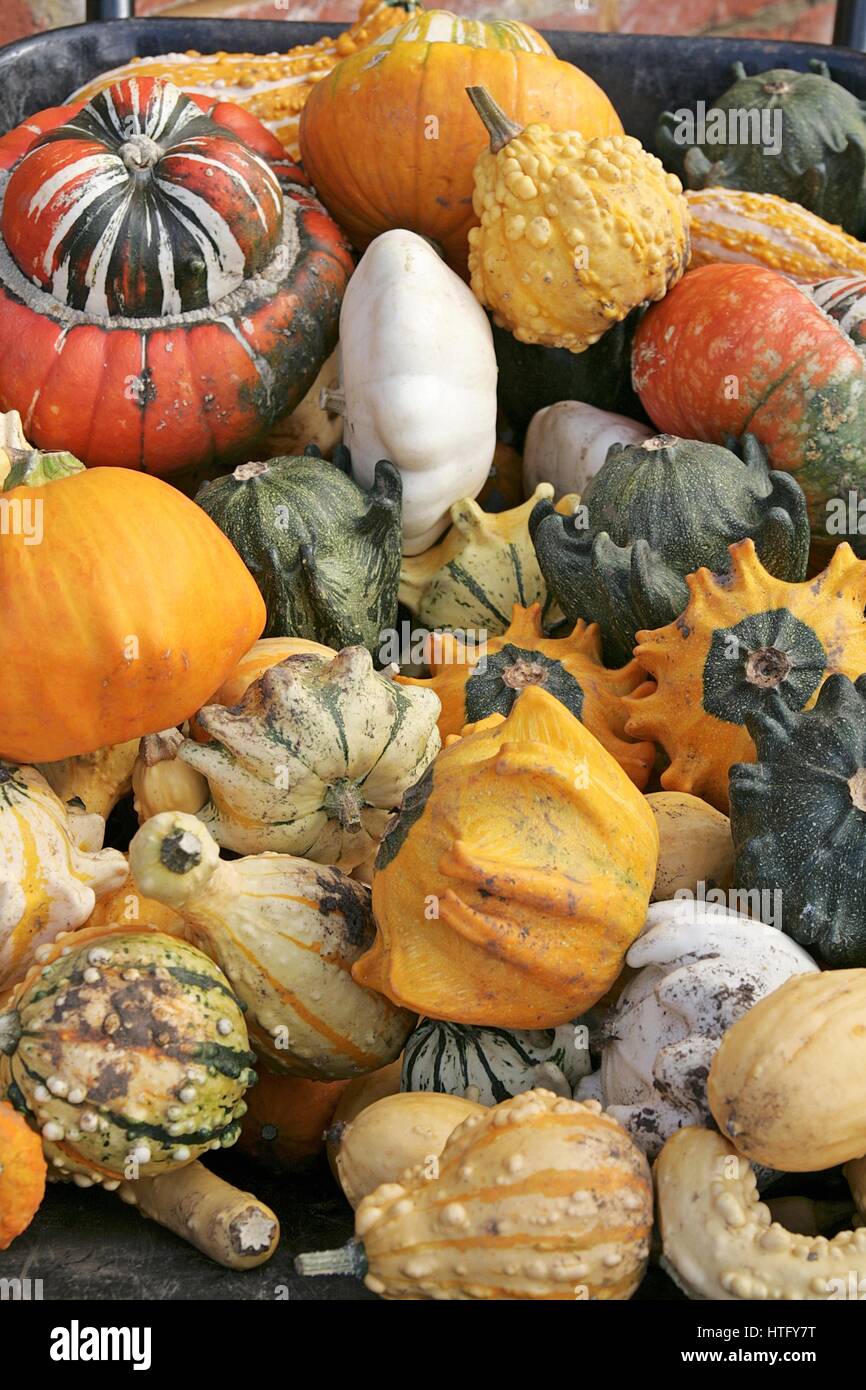 A closeup of a variety of gourds, red, white, yellow & red Stock Photo ...
