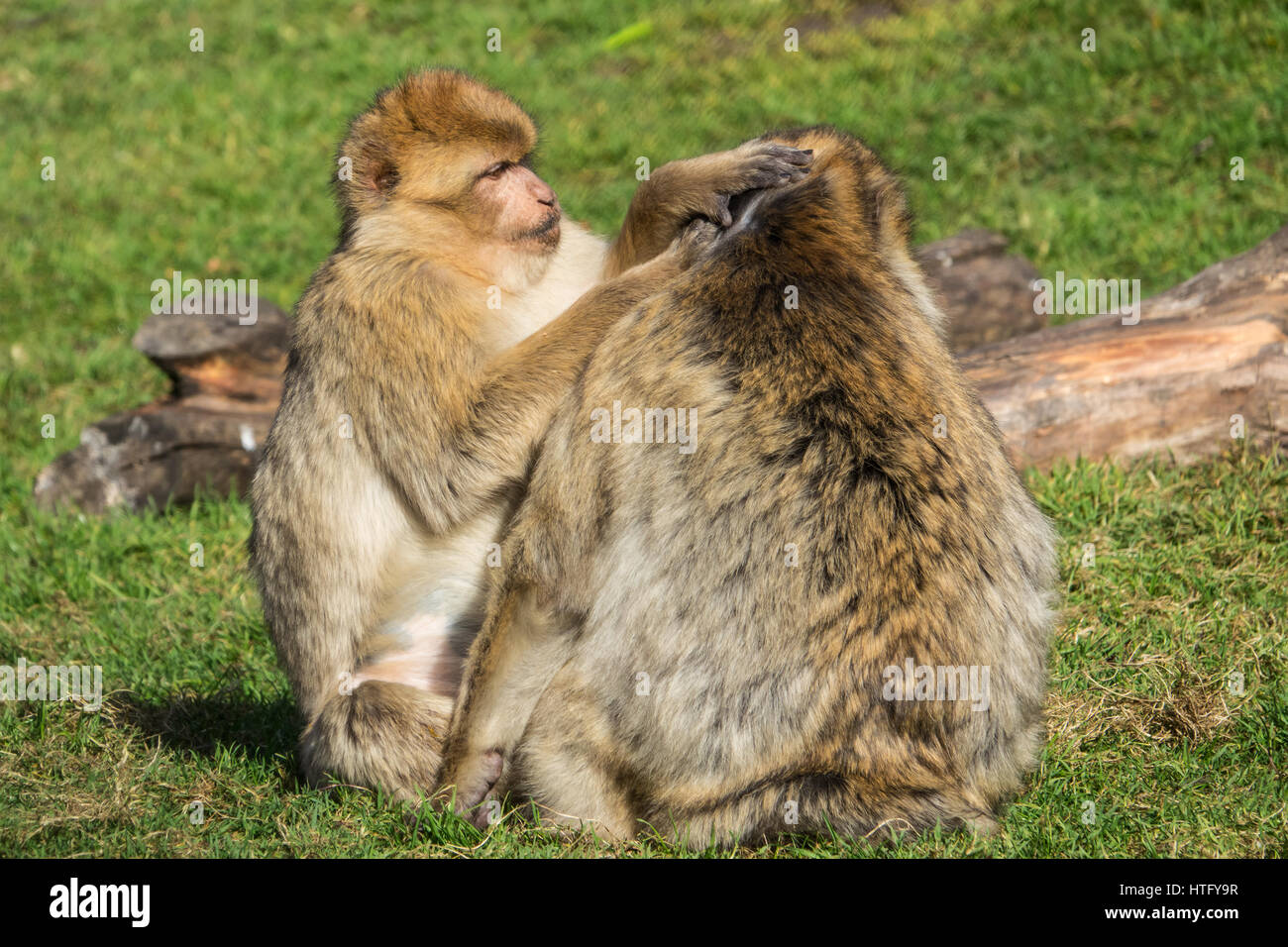 Barbary Macaque Mating
