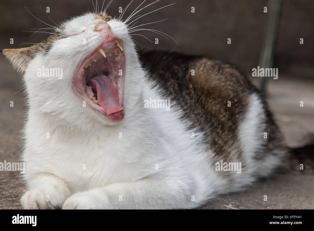 Bad teeth hi-res stock photography and images - Alamy