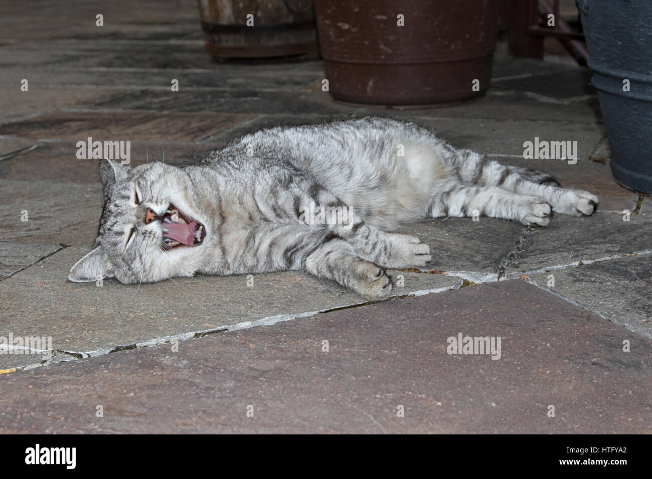 Green eyed cat tongue hi-res stock photography and images - Alamy