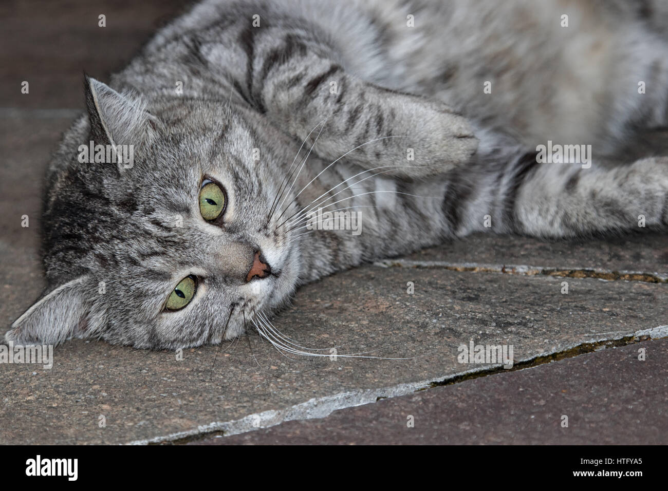 Grey green stones hi-res stock photography and images - Alamy
