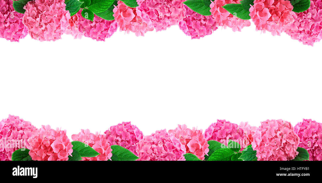 Hydrangea border hi-res stock photography and images - Alamy