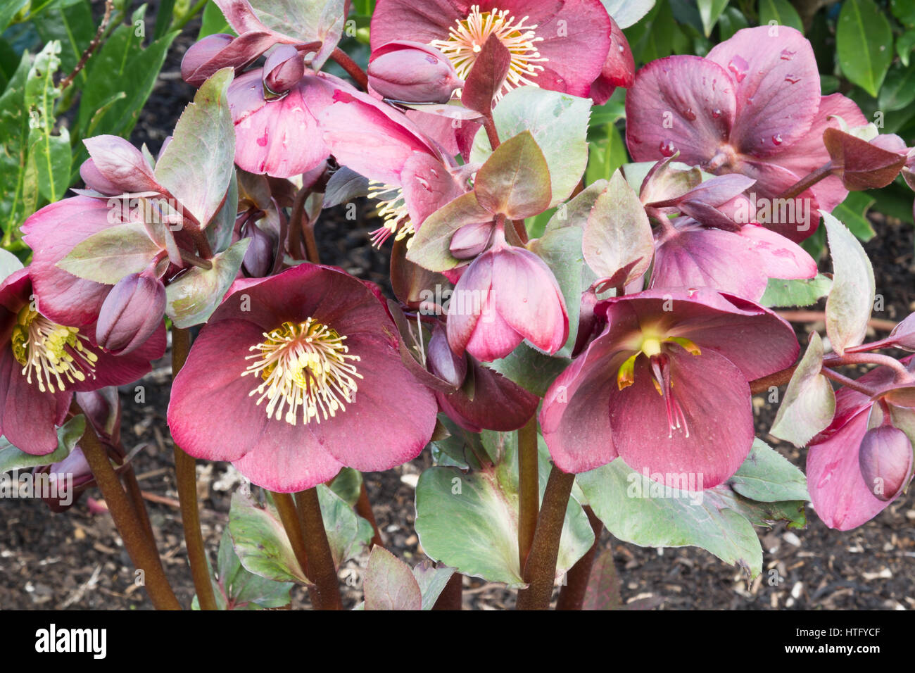 Helleborus 'Annas Red' Stock Photo - Alamy