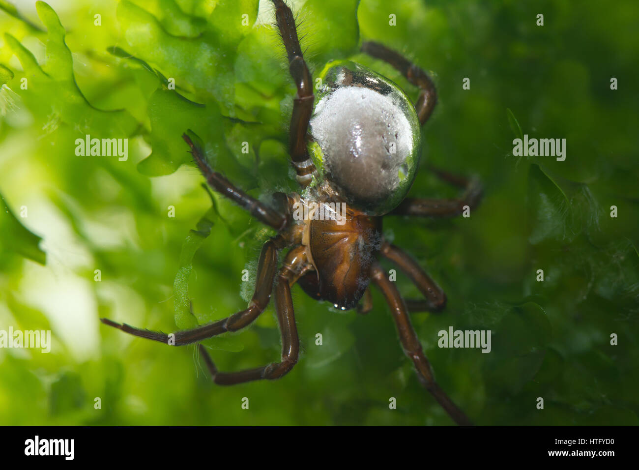 Diving bell spider hi-res stock photography and images - Alamy