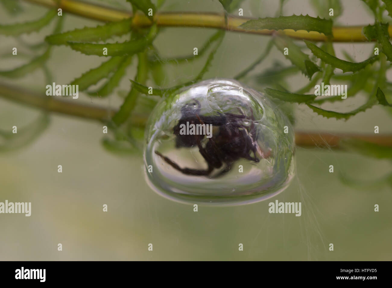 Diving Bell Spider High Resolution Stock Photography and Images - Alamy
