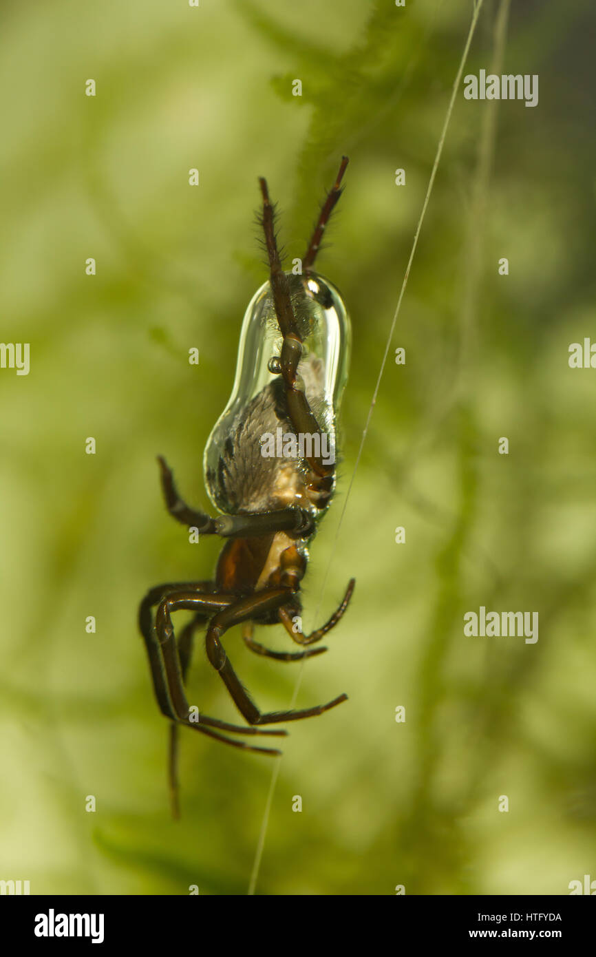Diving bell spider hi-res stock photography and images - Alamy