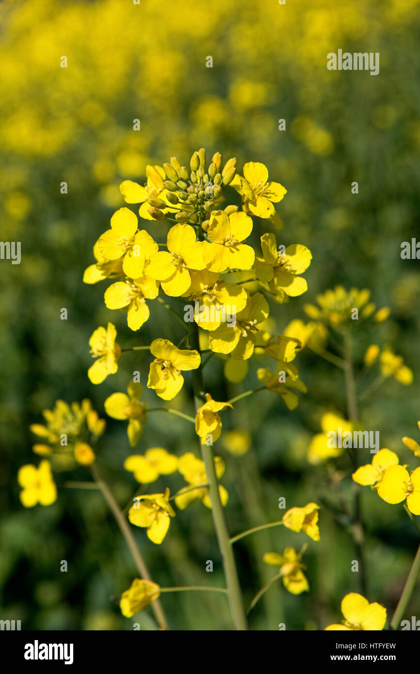 Closeup on Rape Seed flowers in a field Stock Photo - Alamy