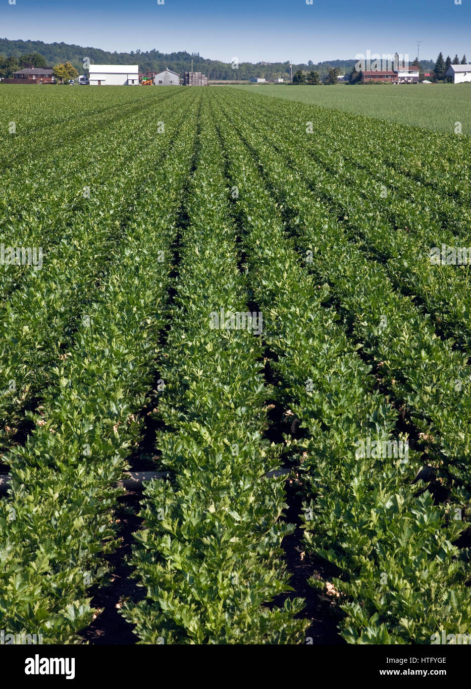 Ontario,Canada, Commercial farming of vegetables at Holland March near ...