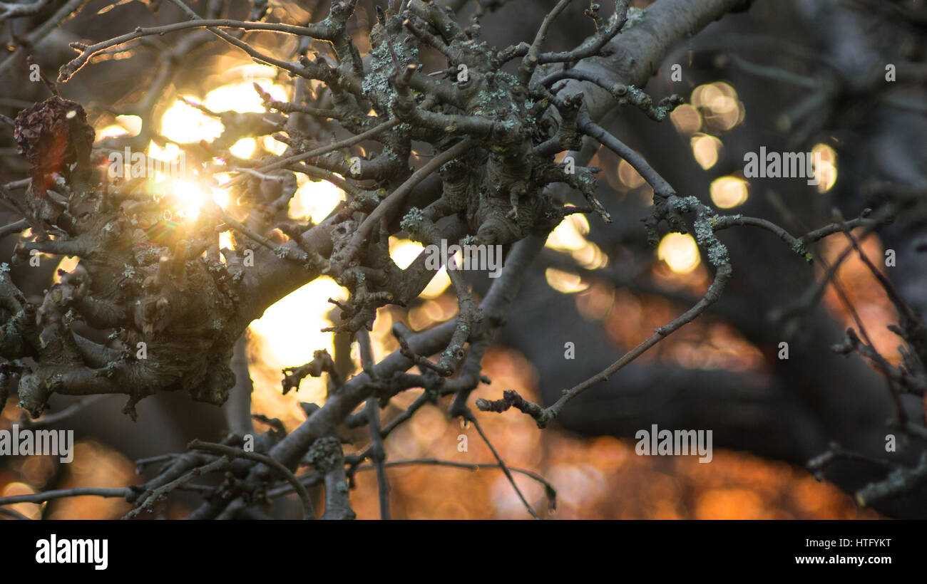 Sunset through branches hi-res stock photography and images - Alamy