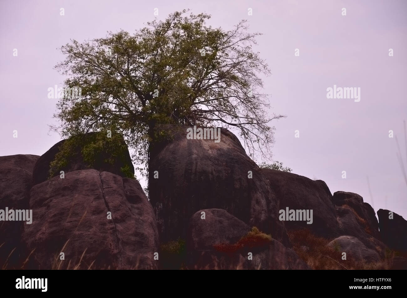 Tree growing on top of rocks, displaying the spirit of survival Stock ...