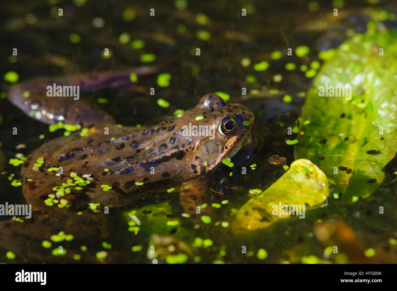 Wild common Frog (Rana temporaria) hiding among lilies surrounded by ...