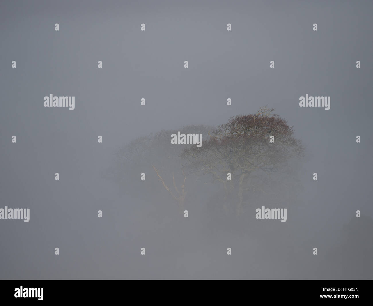 Parts of trees hi-res stock photography and images - Alamy