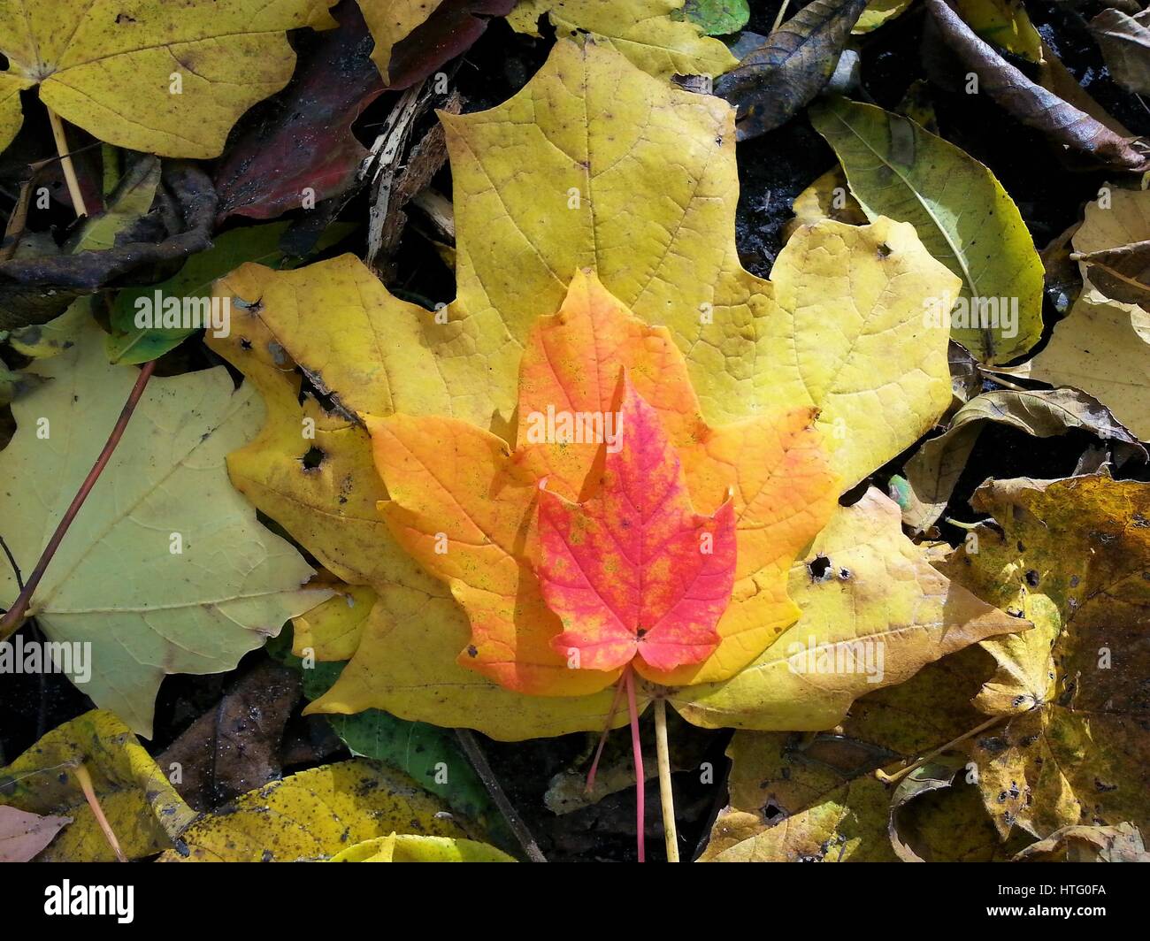 Fall Colorful Leaves Stock Photo - Alamy