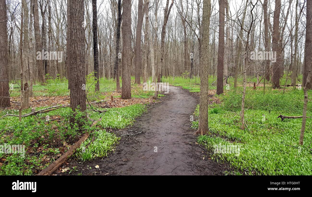 Midwest forests hi-res stock photography and images - Alamy
