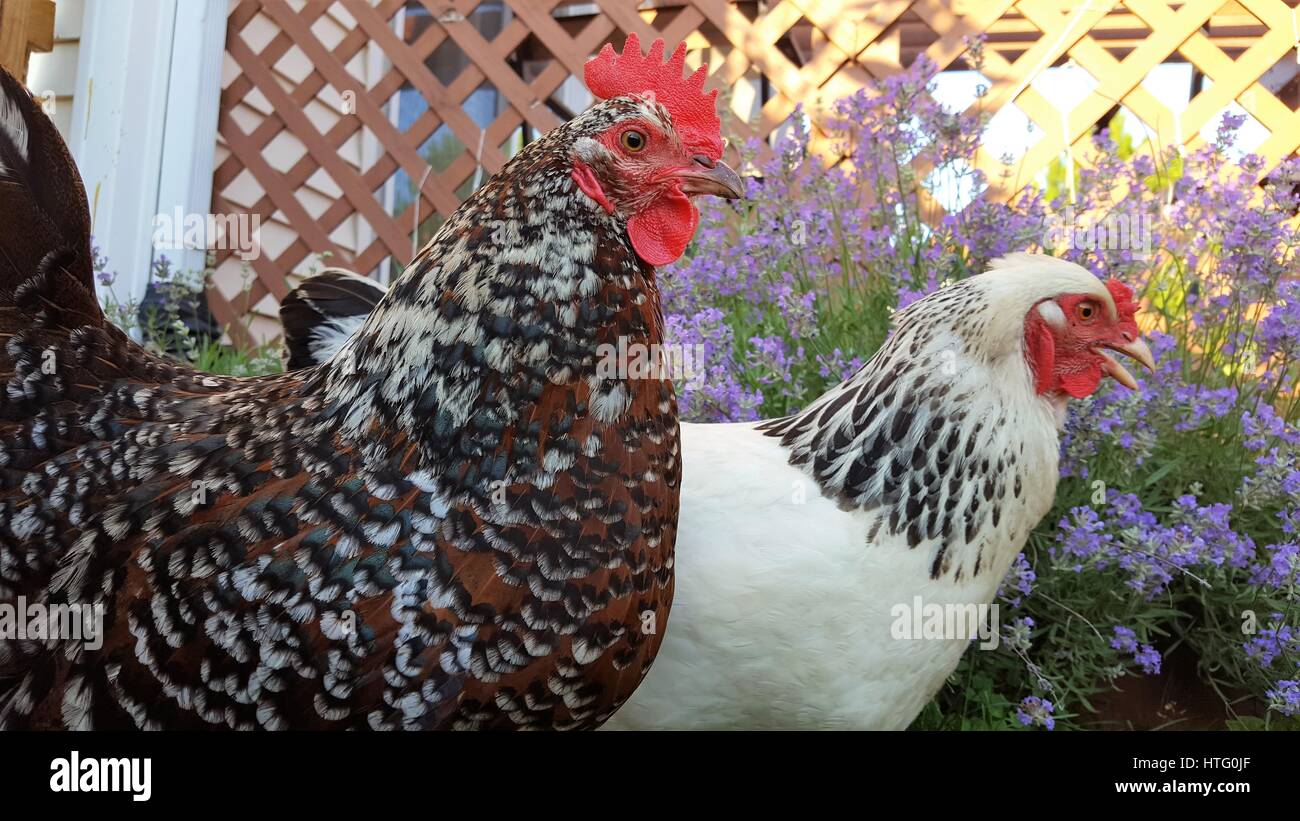 Homestead chickens hi-res stock photography and images - Alamy