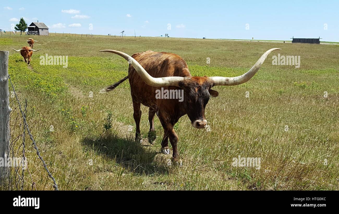 Longhorn prairie hi-res stock photography and images - Alamy